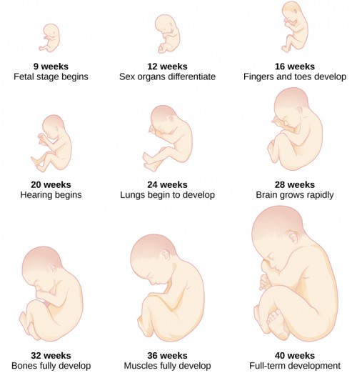 Pregnant for ten months : Let’s see the whole process of fetal ...